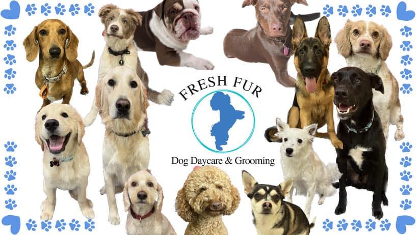 Fresh Fur Dog Daycare and Grooming - Butler WA - PawSpot