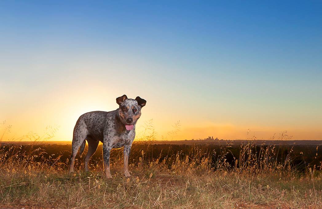 Pawfect Print Photography - Pet Photographer in Perth - PawSpot