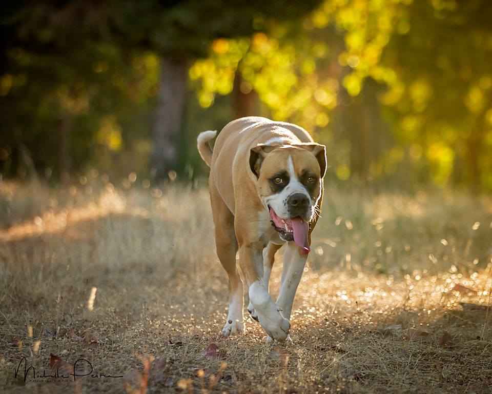 Pawfect Print Photography - Pet Photographer in Perth - PawSpot