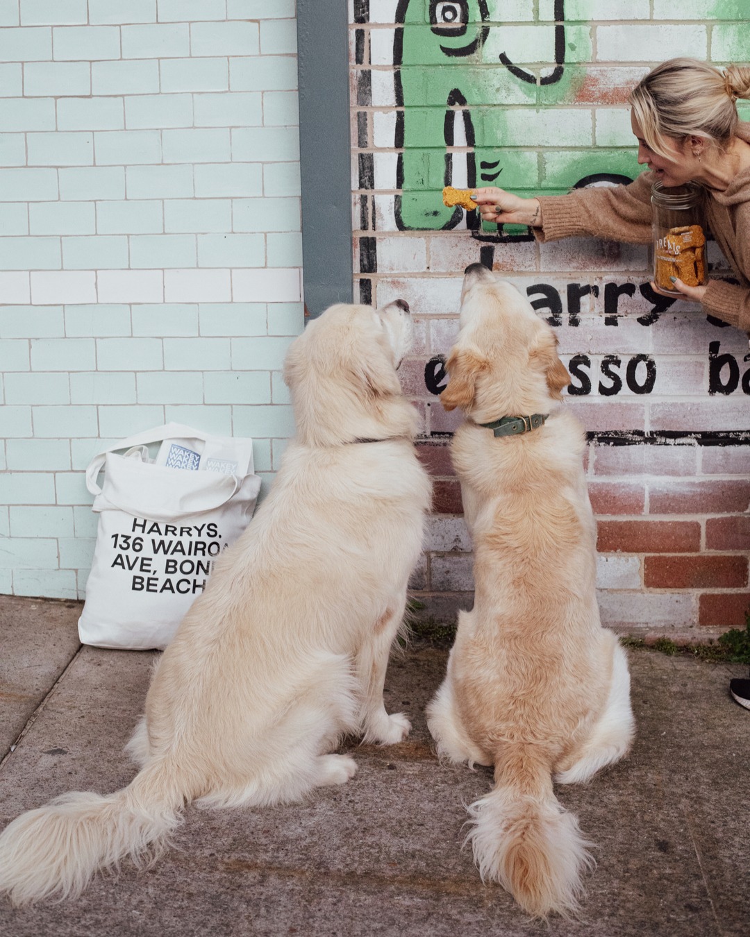 Harry’s Bondi - Dog Friendly Cafe in Bondi NSW - PawSpot