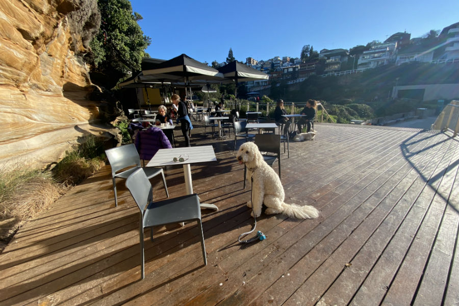Tamarama Beach Kiosk - Dog Friendly Cafe in Tamarama NSW - PawSpot