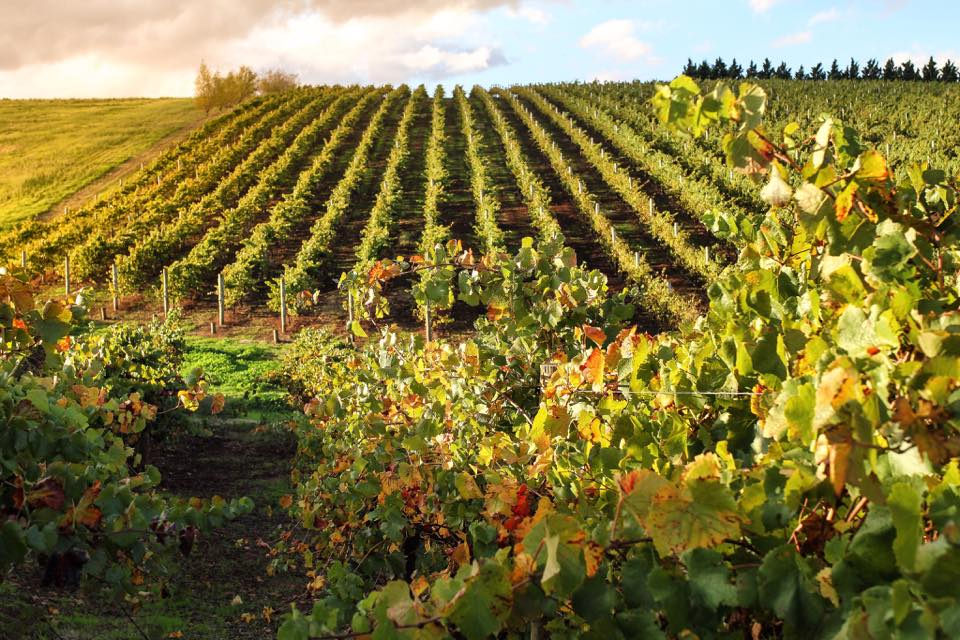 Austin Wines - Dog Friendly Winery in Moorabool Valley VIC - PawSpot